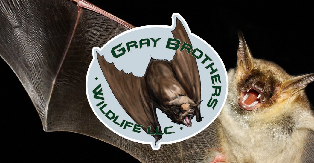 The Hidden World of Flying Squirrels: Discovering the Unique Species in ...