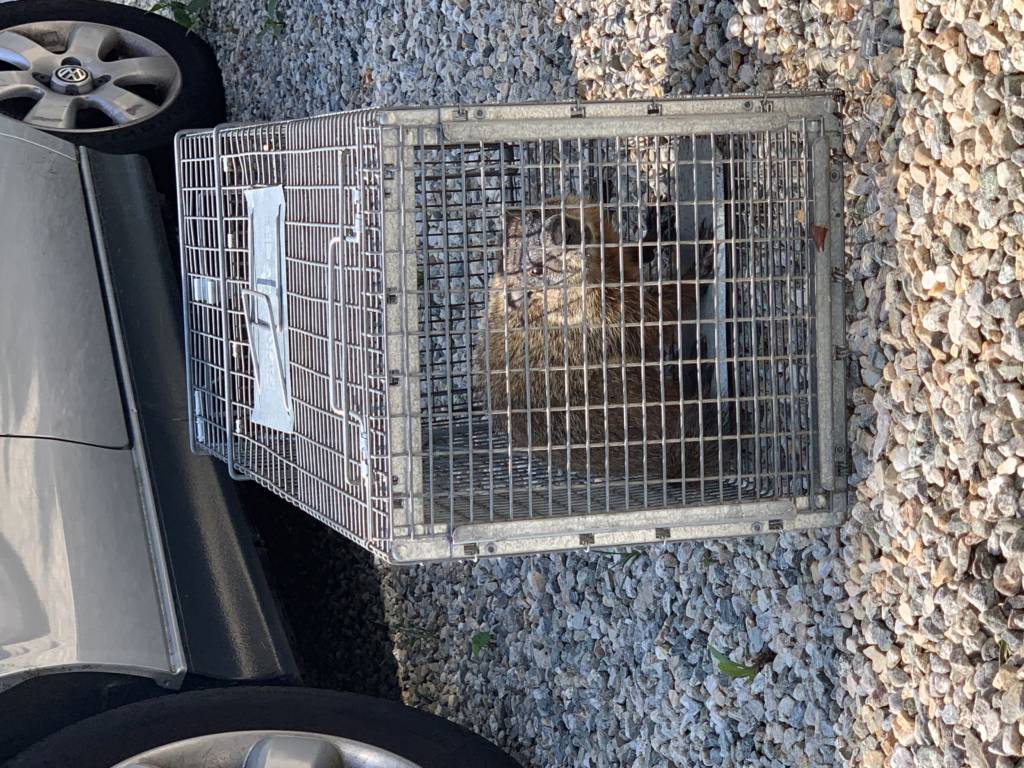 Woodchuck Removal-Westport, CT - Gray Brothers Wildlife LLC