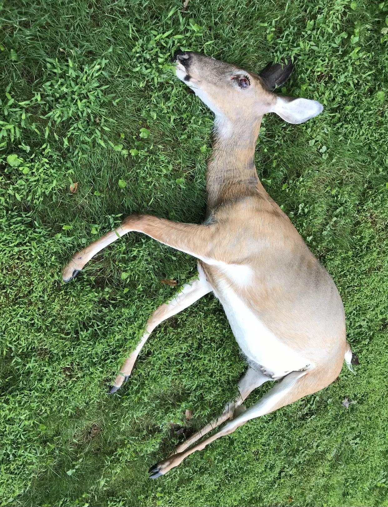 Dead Wildlife Removal Cleanup - Gray Brothers Wildlife LLC