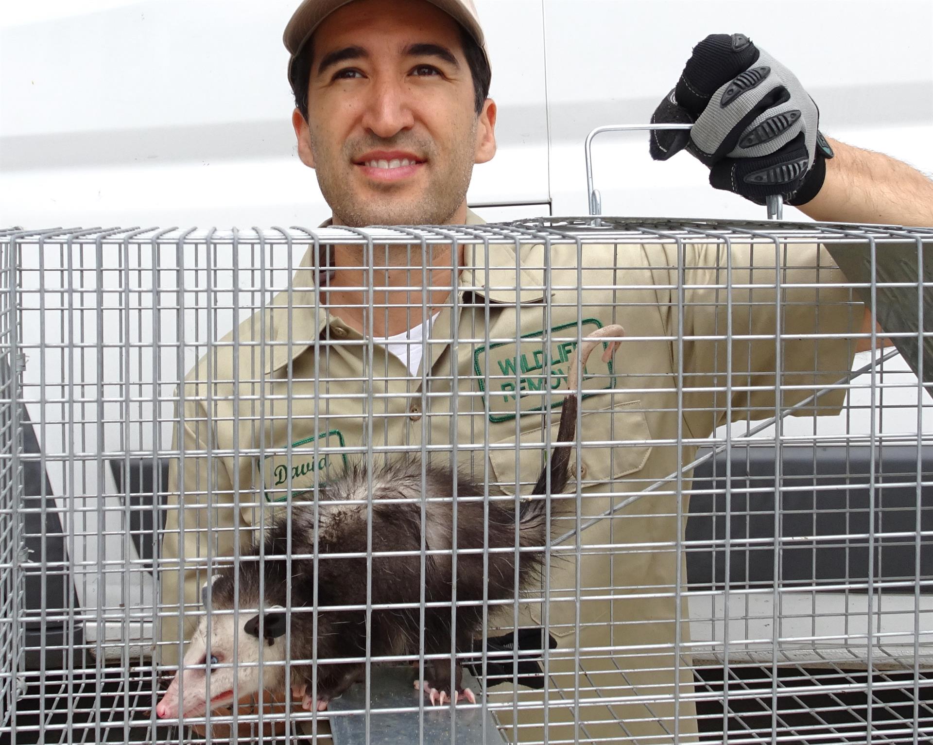 Opossum Removal – Gray Brothers Wildlife LLC