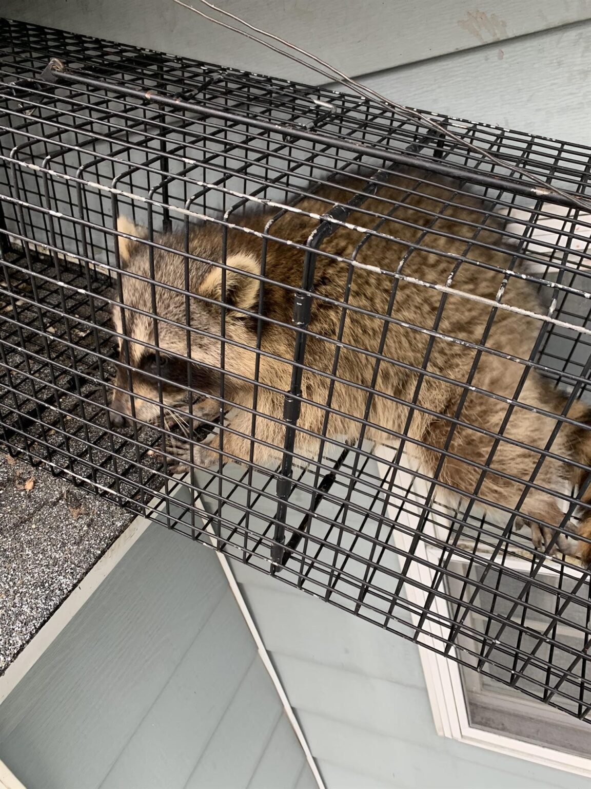 Humane Wildlife Trapping - Gray Brothers Wildlife LLC